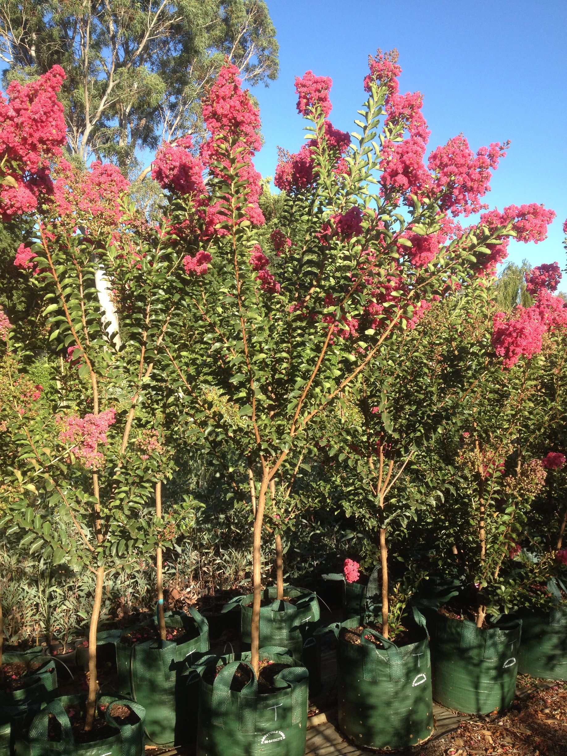 Explore Mature Trees | Forestvale Trees | Perth