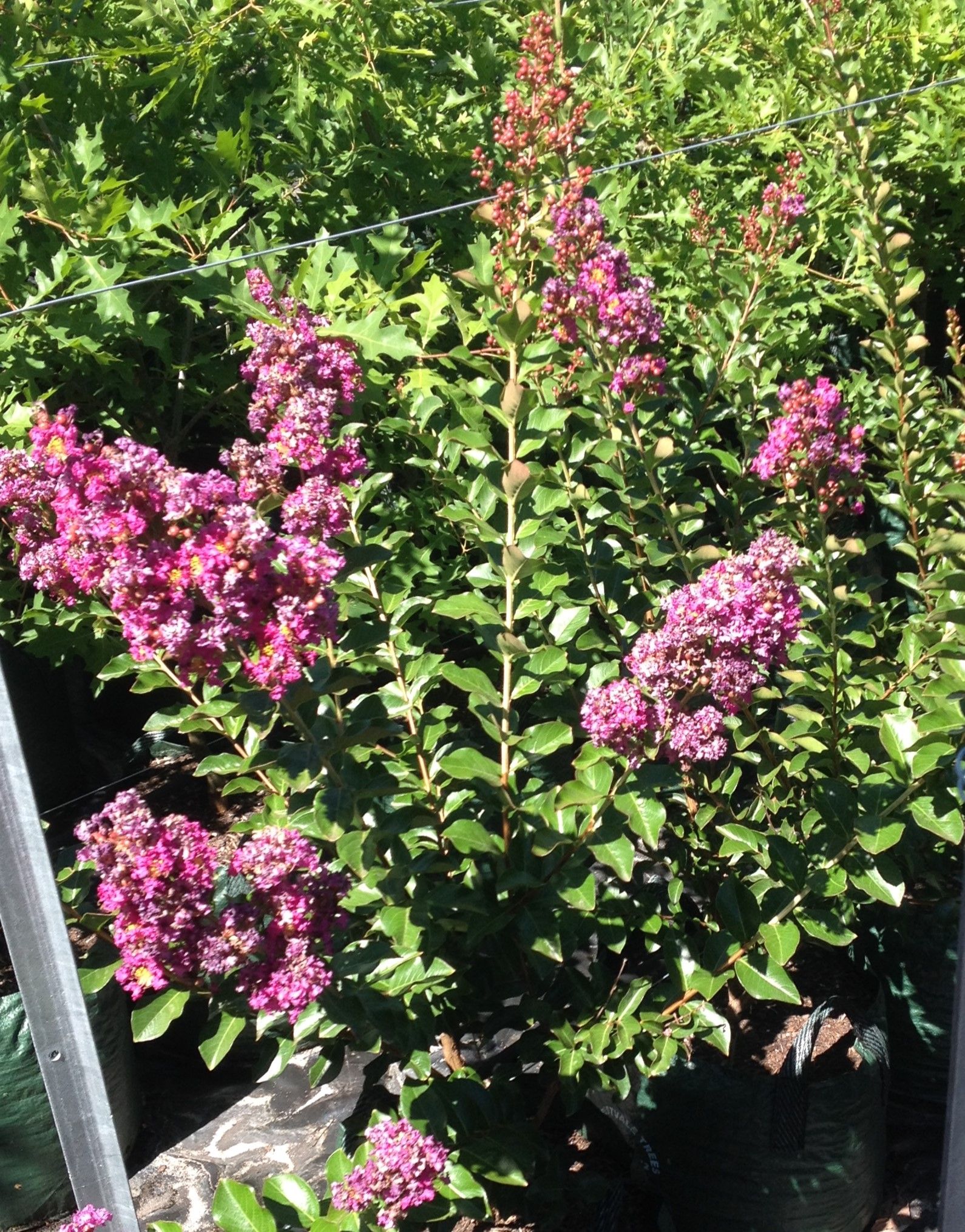 Explore Mature Trees | Forestvale Trees | Perth