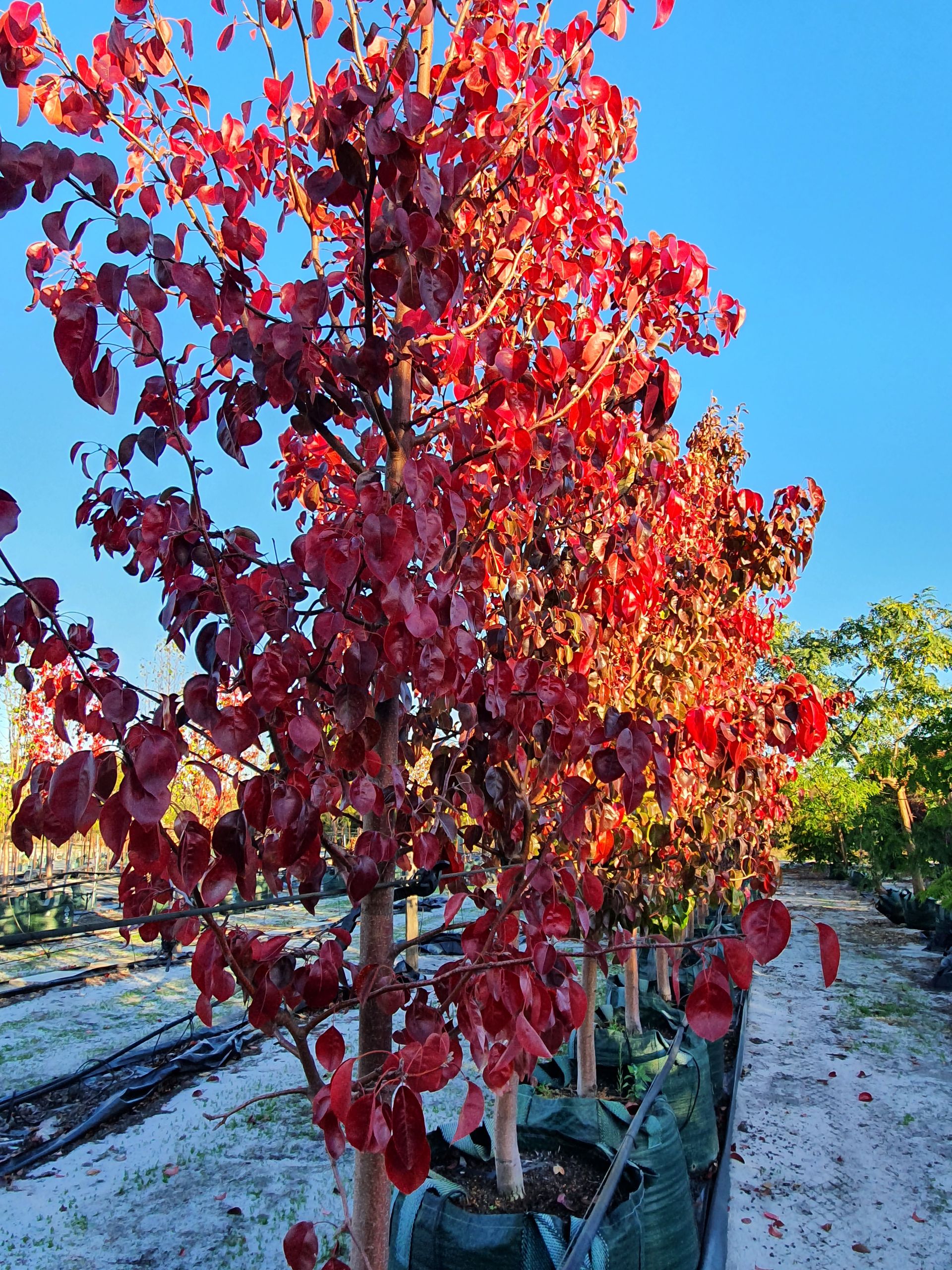 Current Stocklist | Forestvale Trees | Perth, WA