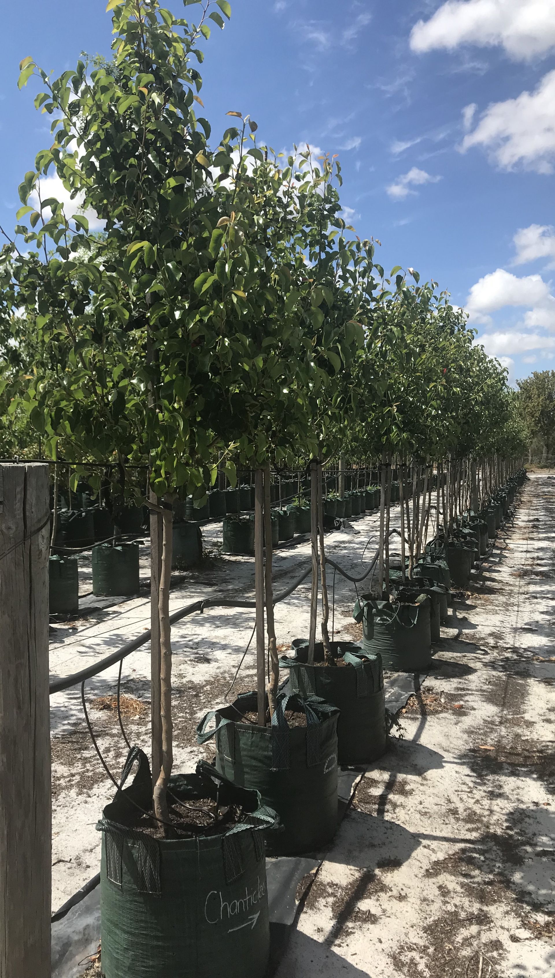 Explore Mature Trees | Forestvale Trees | Perth
