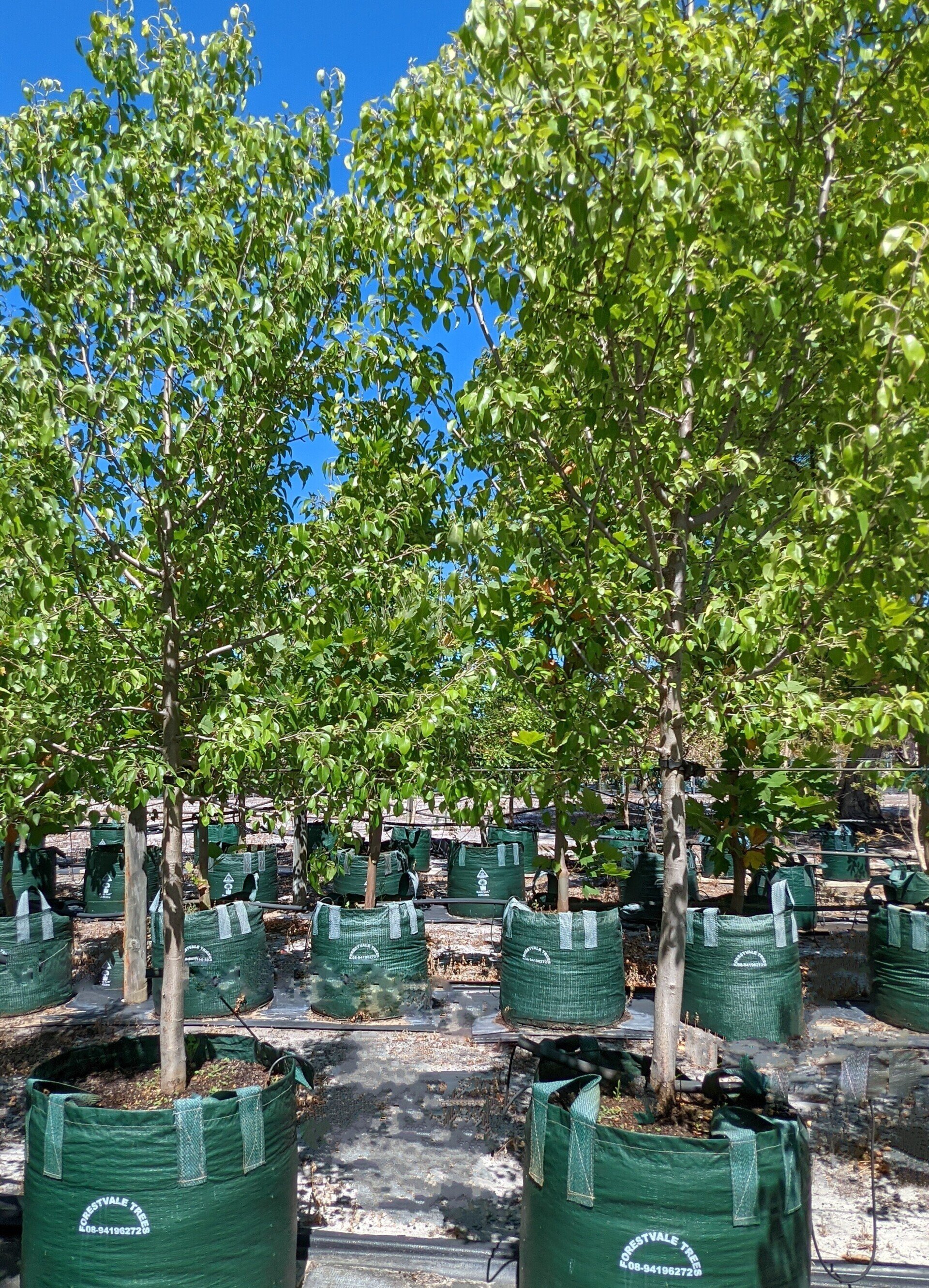 Explore Mature Trees | Forestvale Trees | Perth