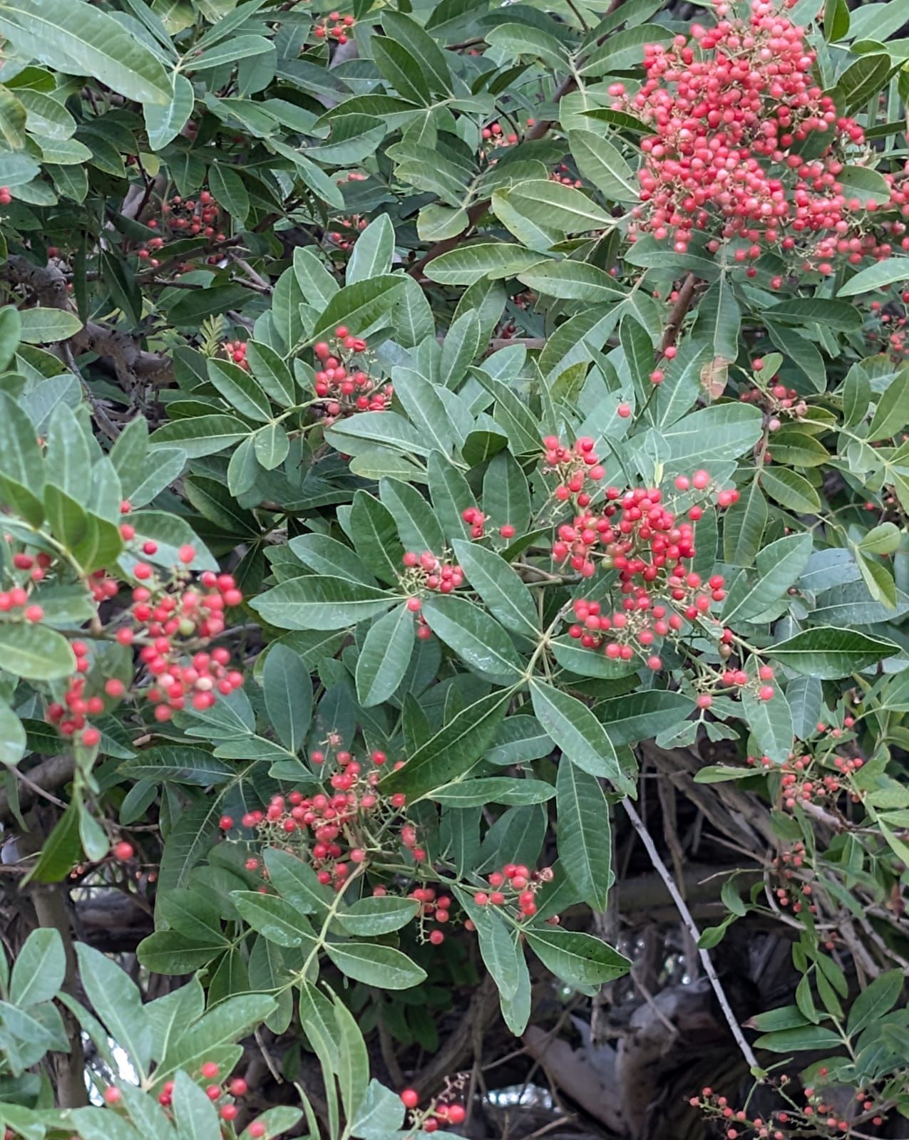 Current Stocklist | Forestvale Trees | Perth, WA