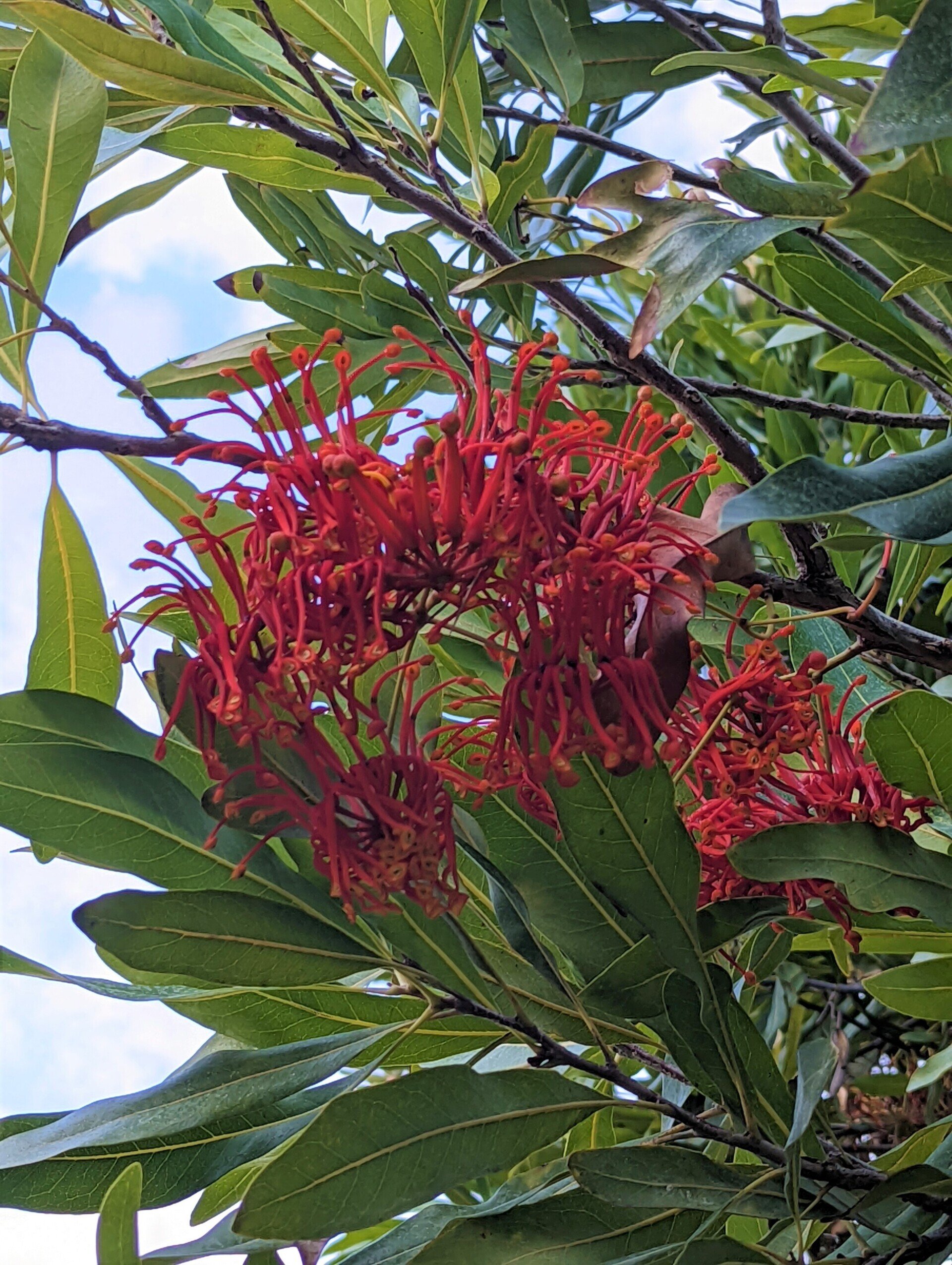 Queensland Firewheel Tree