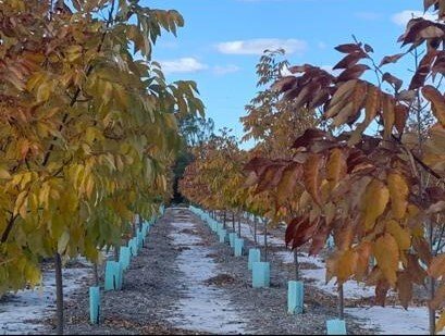 Current Stocklist | Forestvale Trees | Perth, WA