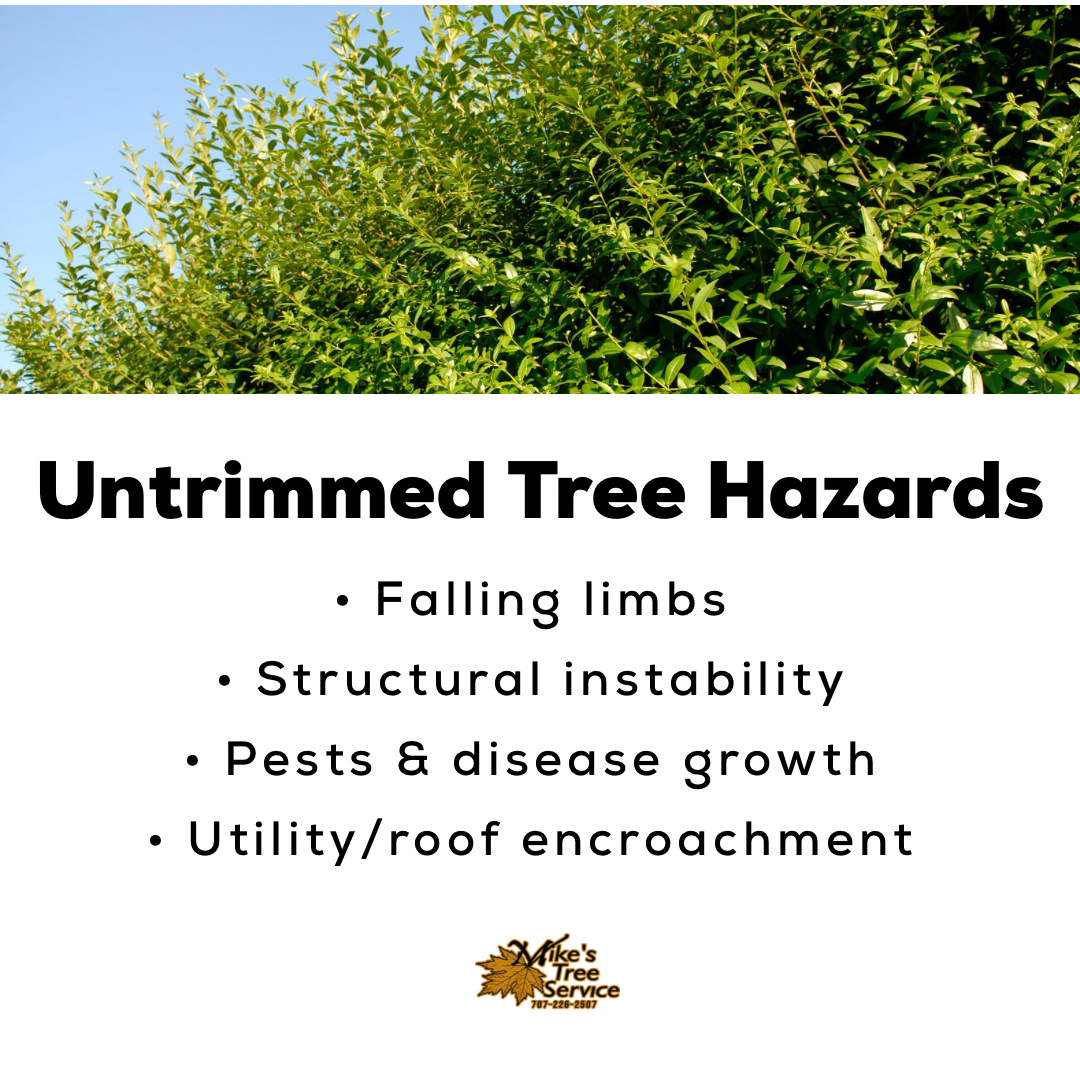 The Dangers of Untrimmed Trees in Napa Valley | Mike’s Tree Service