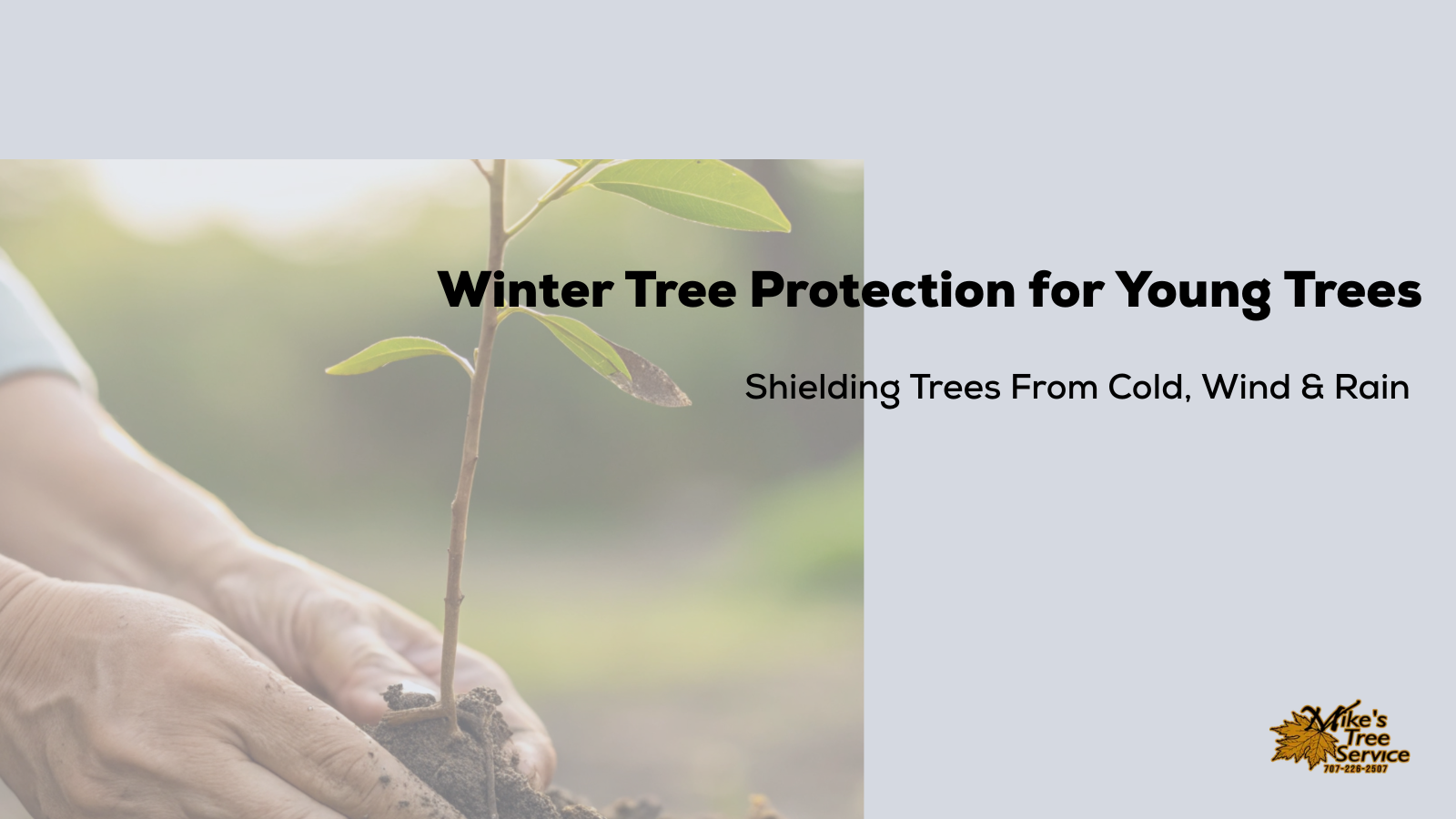 Common Tree Diseases in Winter