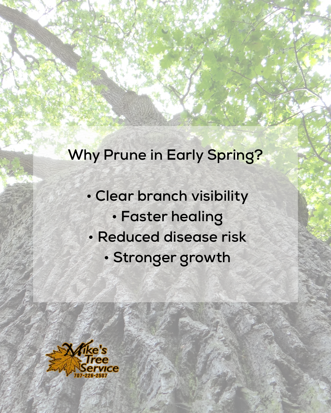 Early Spring Pruning for Deciduous Trees | Mike’s Tree Service Napa Valley
