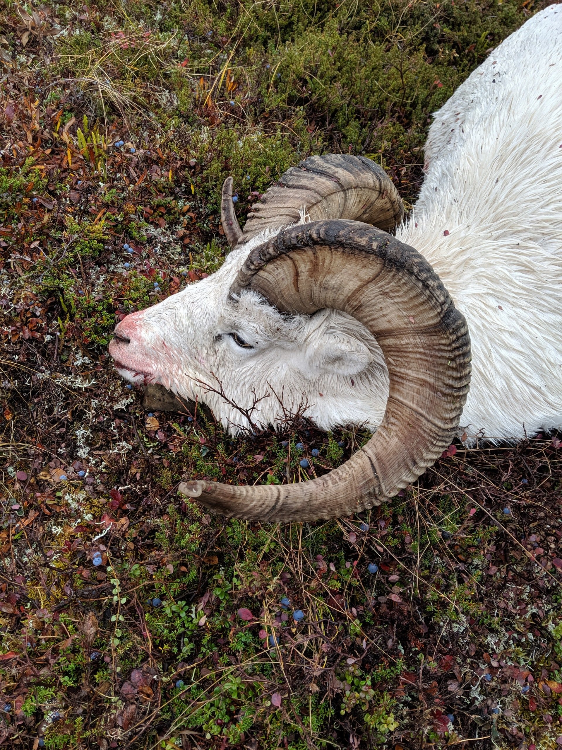 Alaska Dall Sheep Hunts | Premier Guided Sheep Hunting