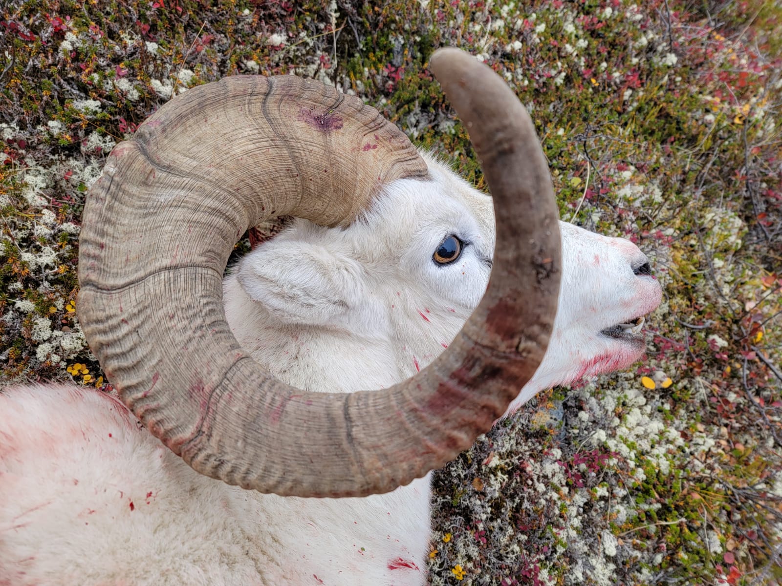 Alaska Dall Sheep Hunts | Premier Guided Sheep Hunting