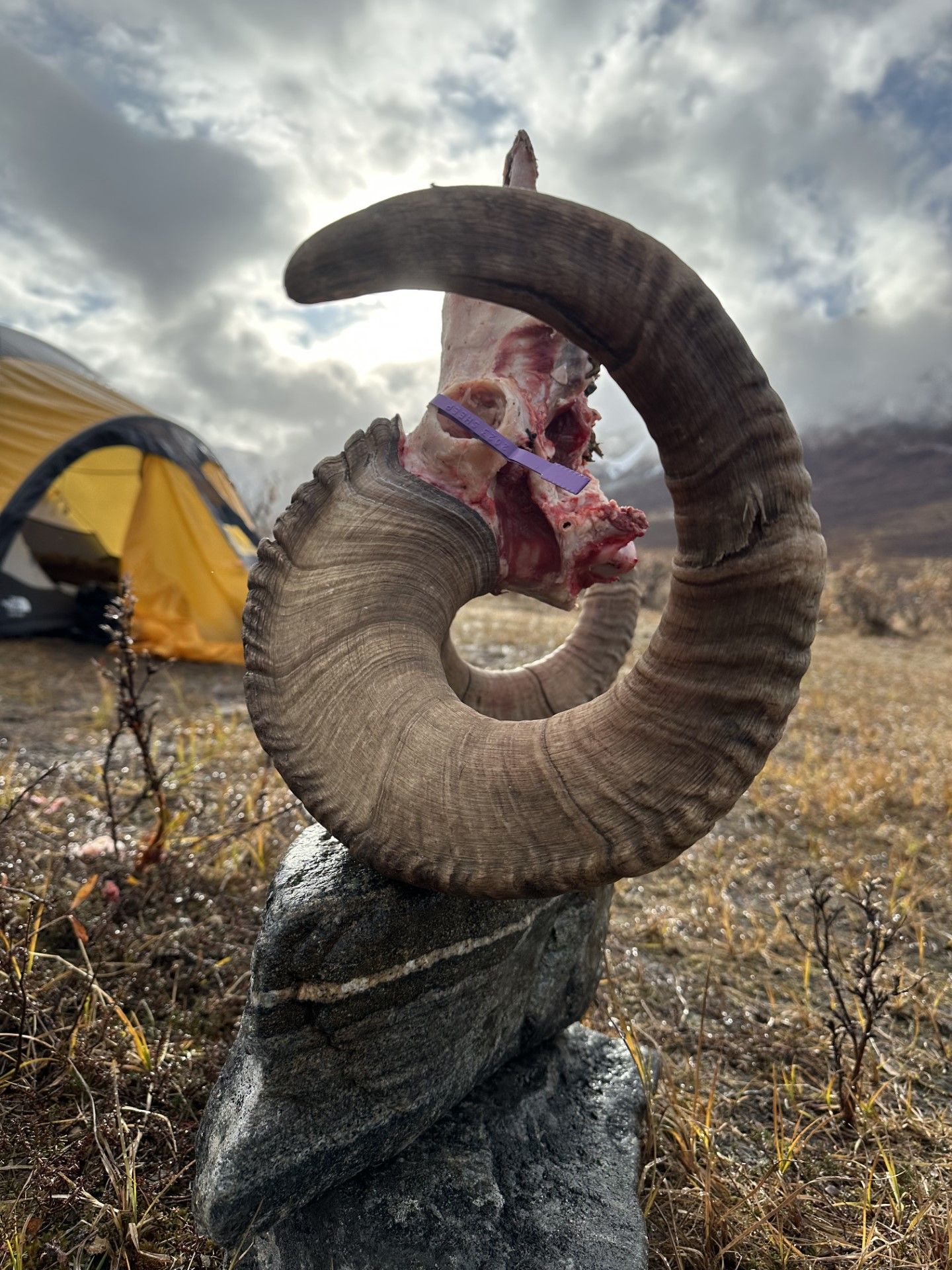 Sheep Hunt 2023 Photos | Sheep Hunts Alaska