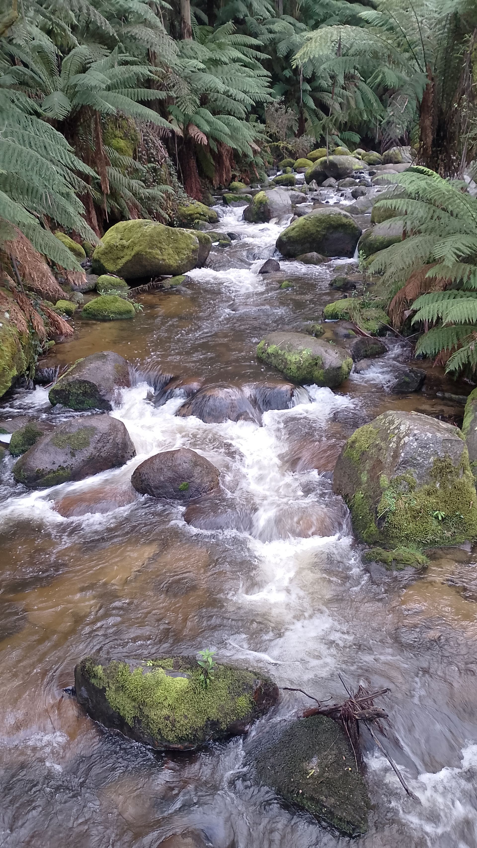 NOOJEE