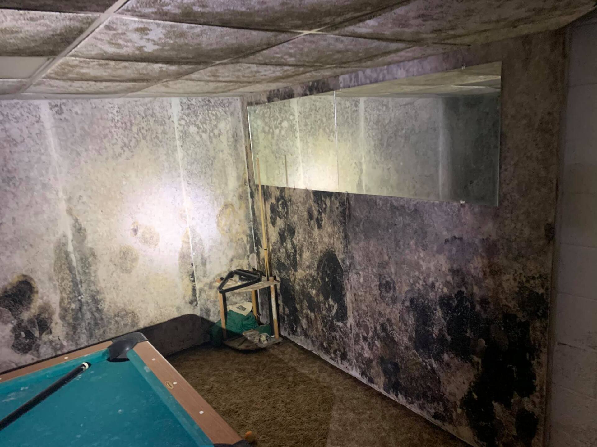 Expert Mold Removal Services in Chicago, IL