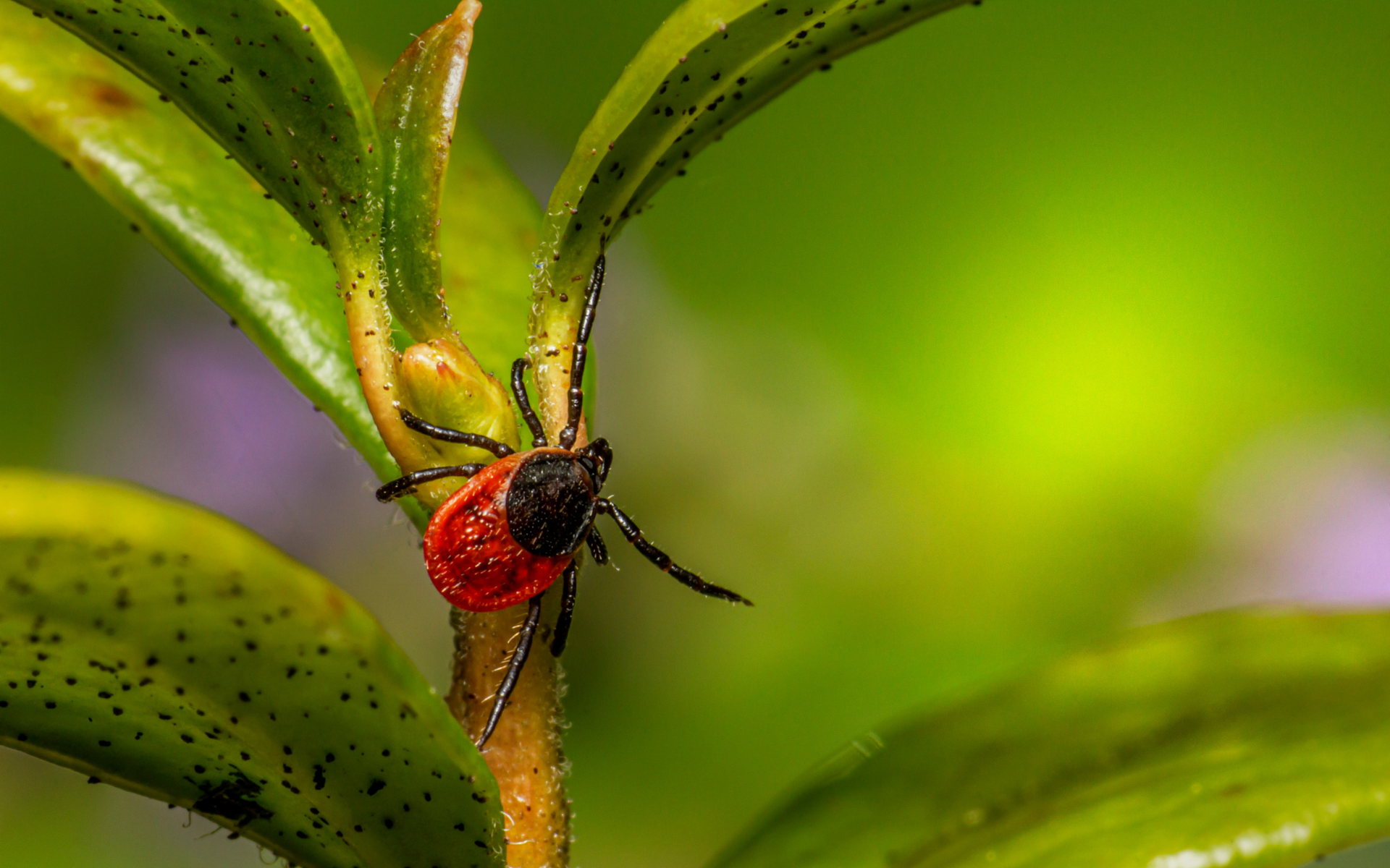 PESTIFY PEST CONTROL | Long Island Pest Control