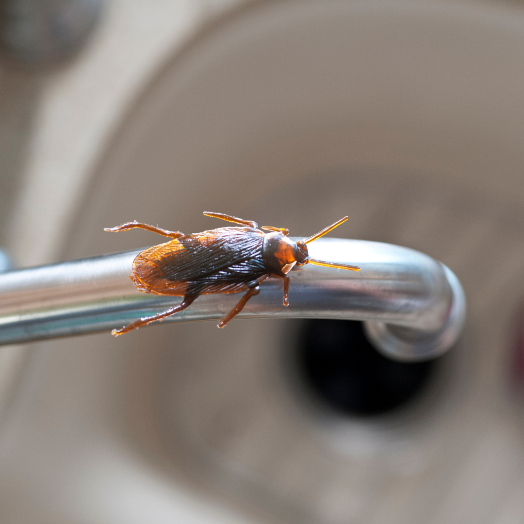 Ranger Termite and Pest Control | St. Petersburg | Clearwater ...