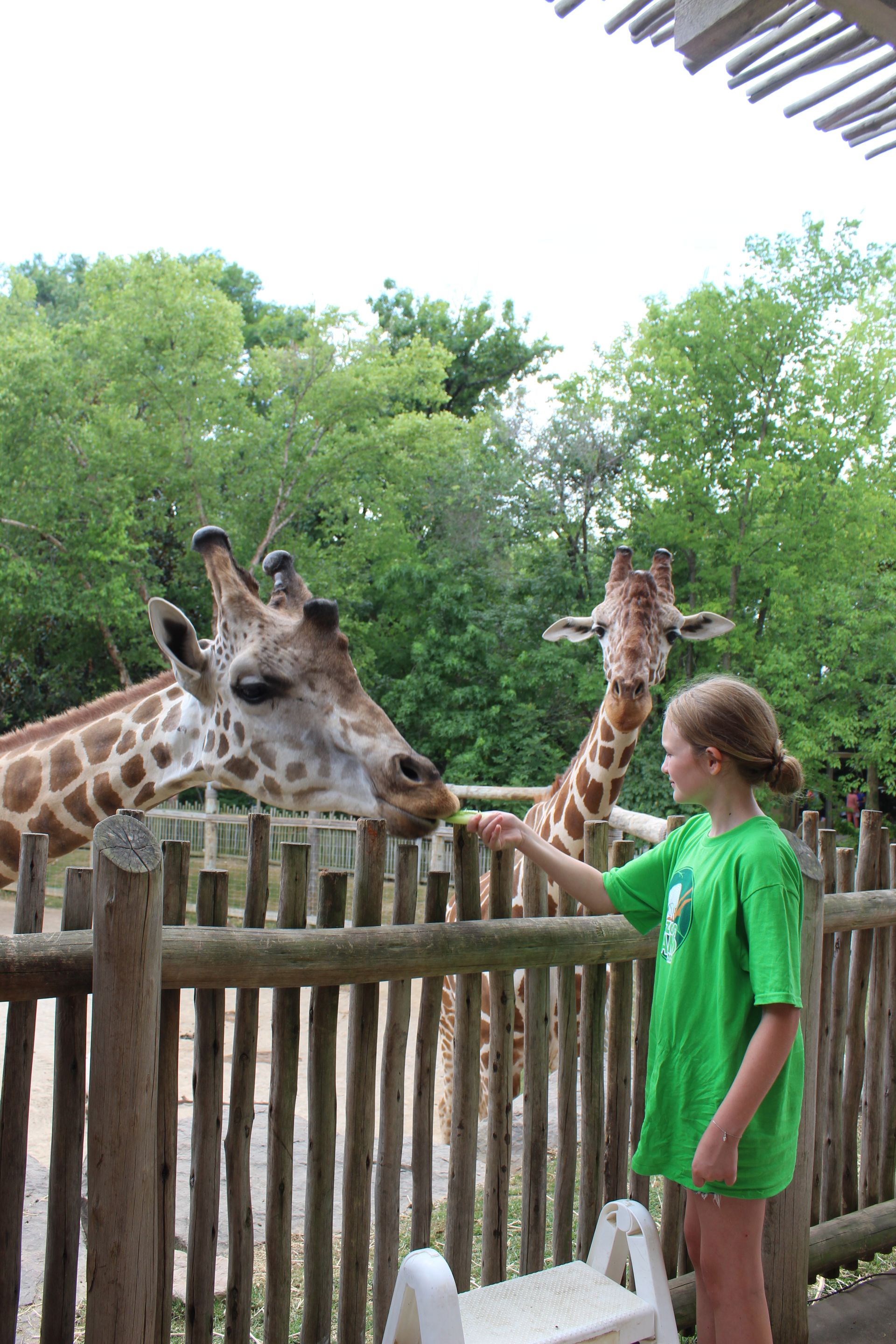Zoo Camp | Chattanooga Zoo Summer Camp