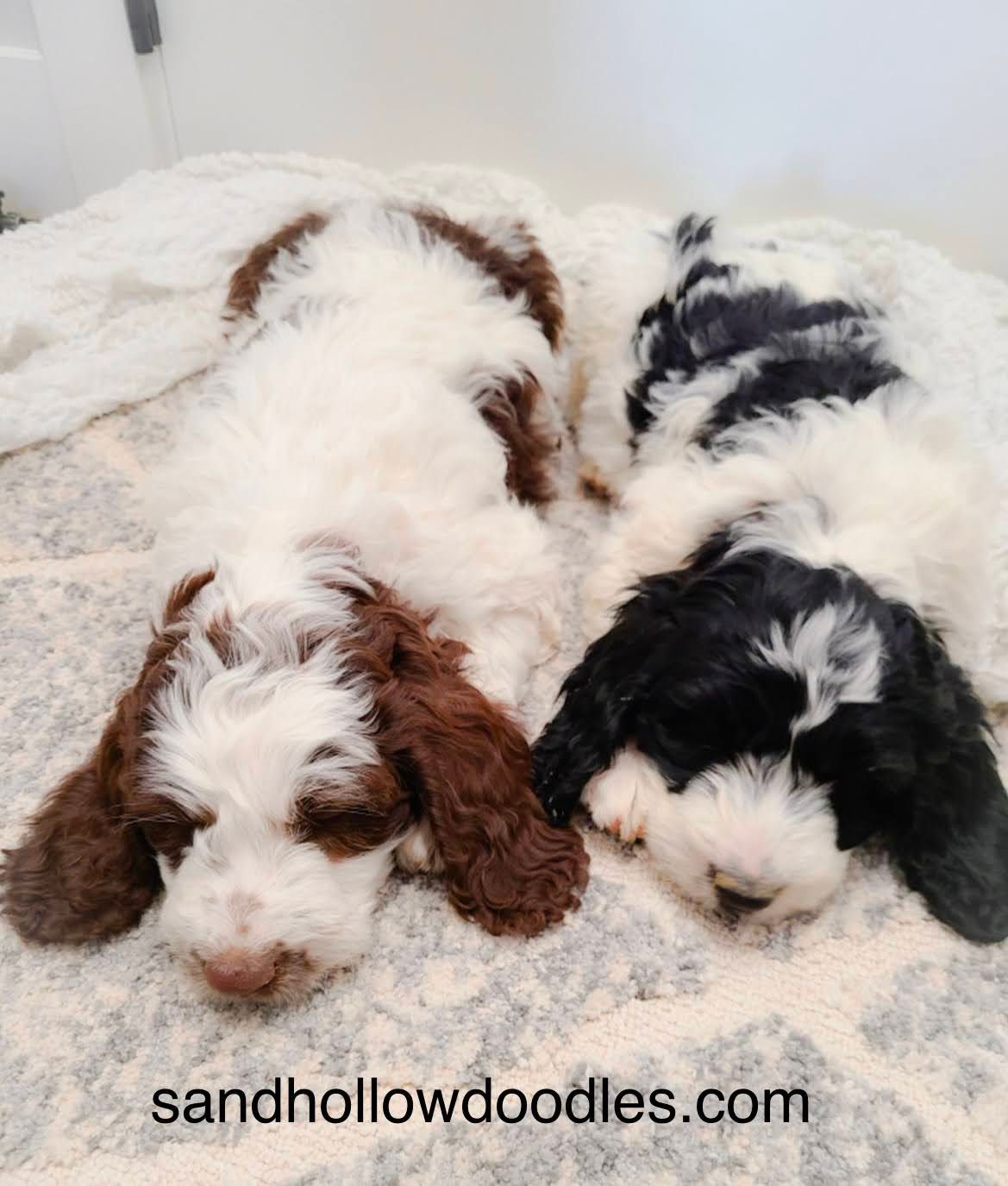 Gallery | Sand Hollow Doodles