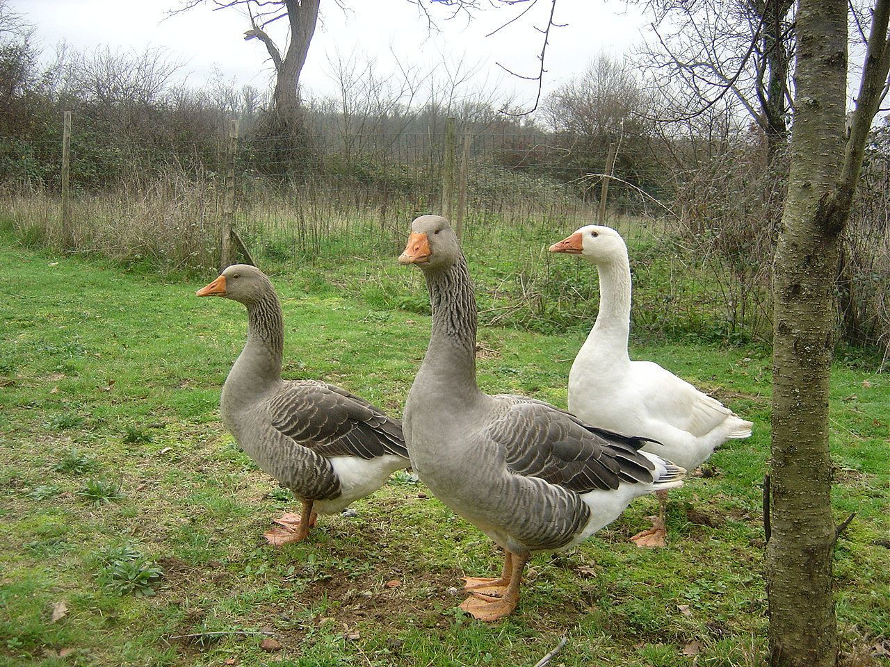 Message of Abbot Paul - Wednesday - 3rd January 2024