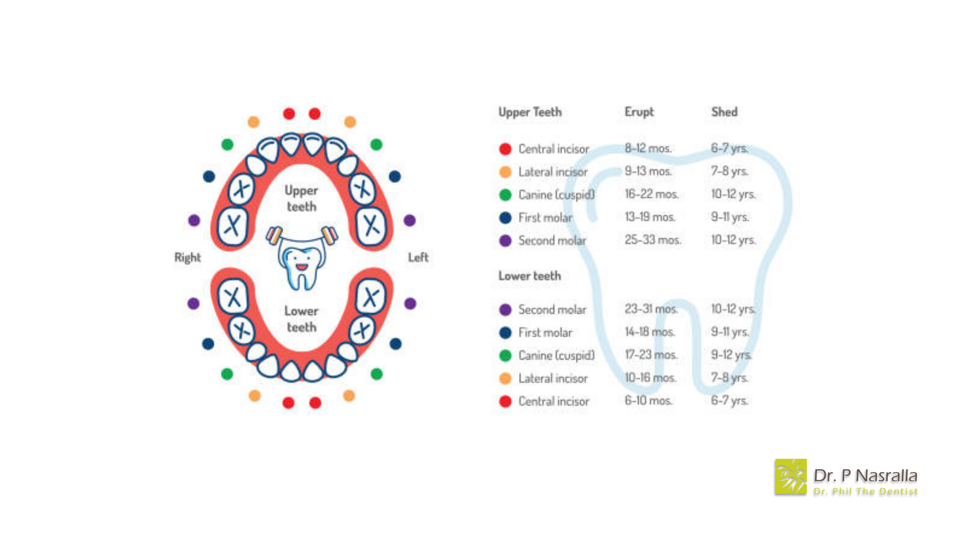 A Complete Guide for Parents: Understanding Your Child’s Tooth Eruption ...