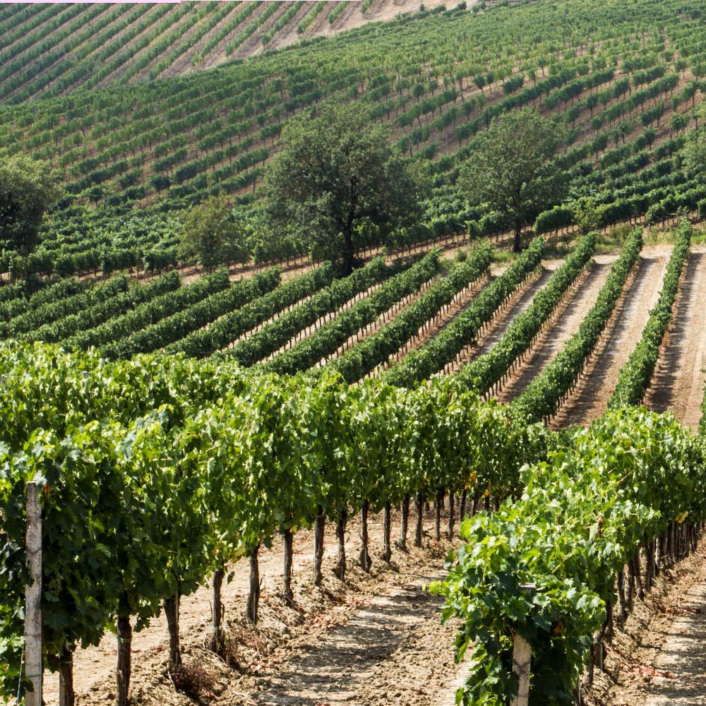 Wine regions in Tuscany - Visit the best Tuscan vineyards and wineries