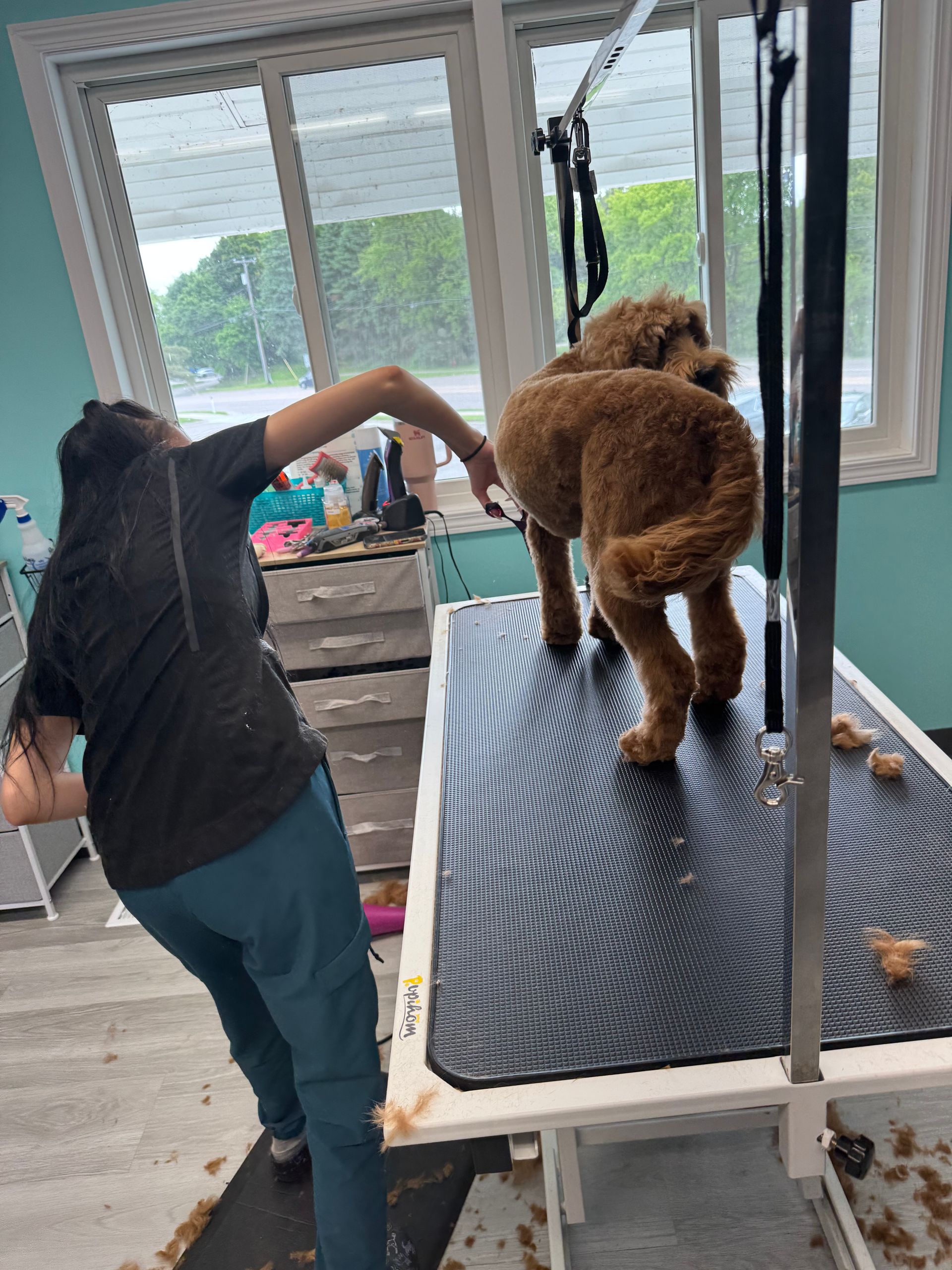 Full-Service Dog Grooming | Topher's Paw Co. | MI