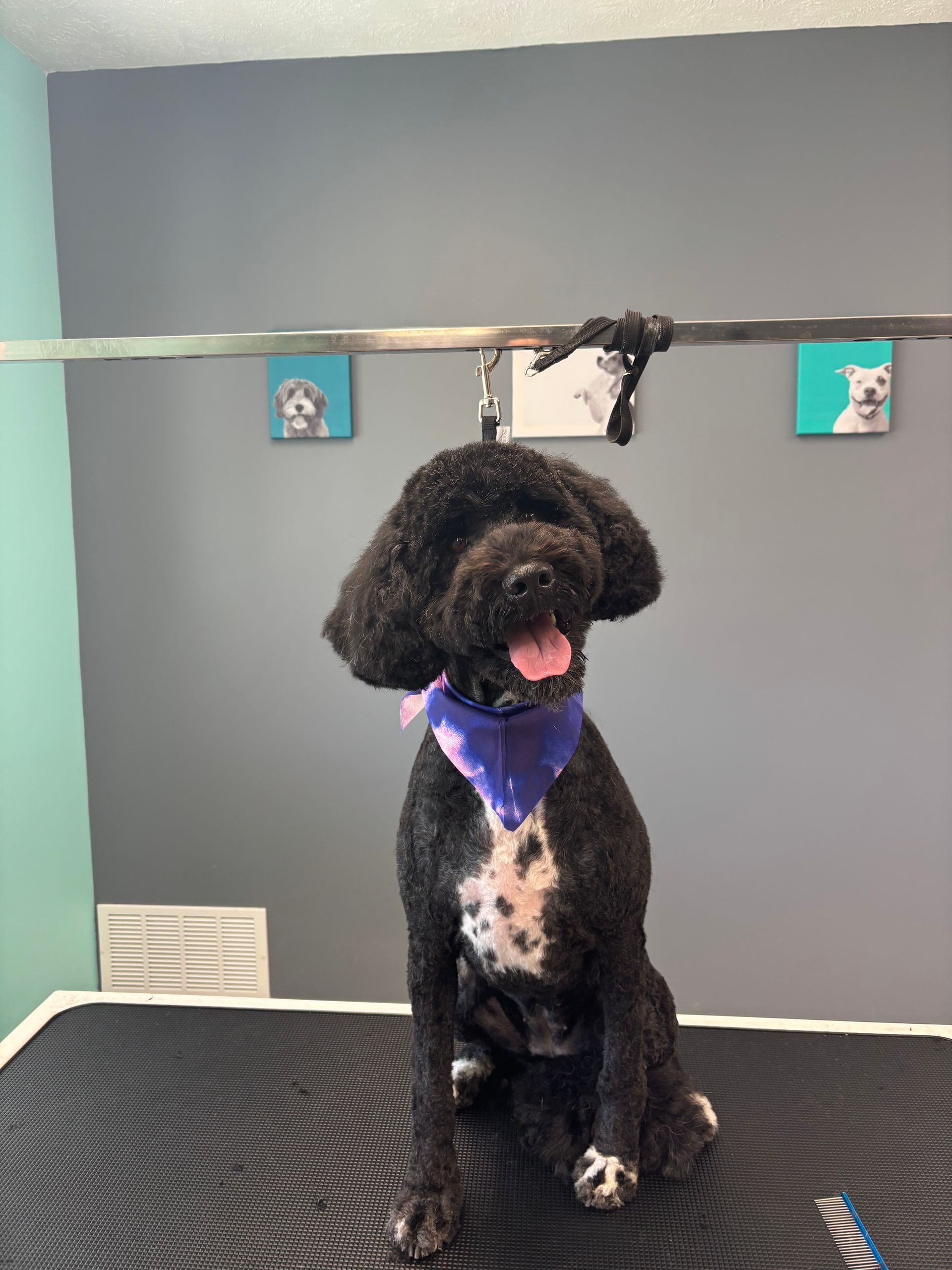 Full-Service Dog Grooming | Topher's Paw Co. | MI