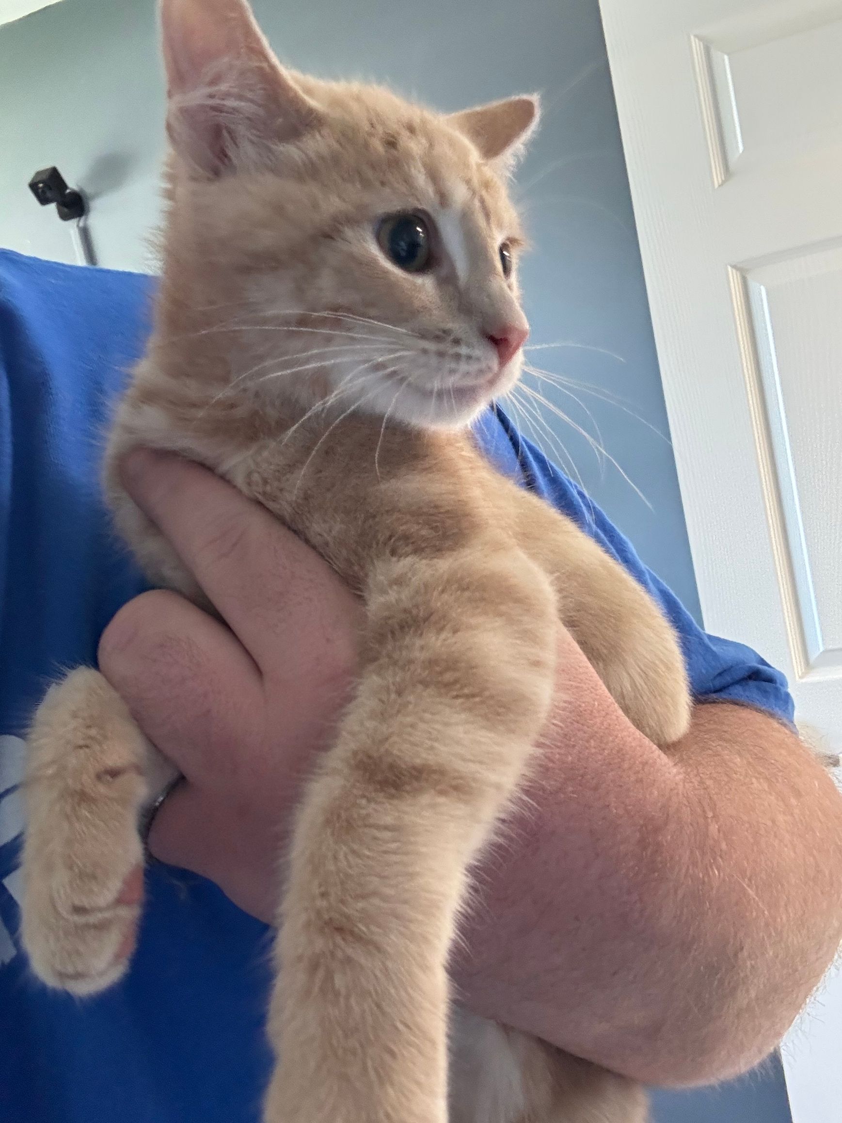 Full-Service Dog Grooming | Topher's Paw Co. | MI