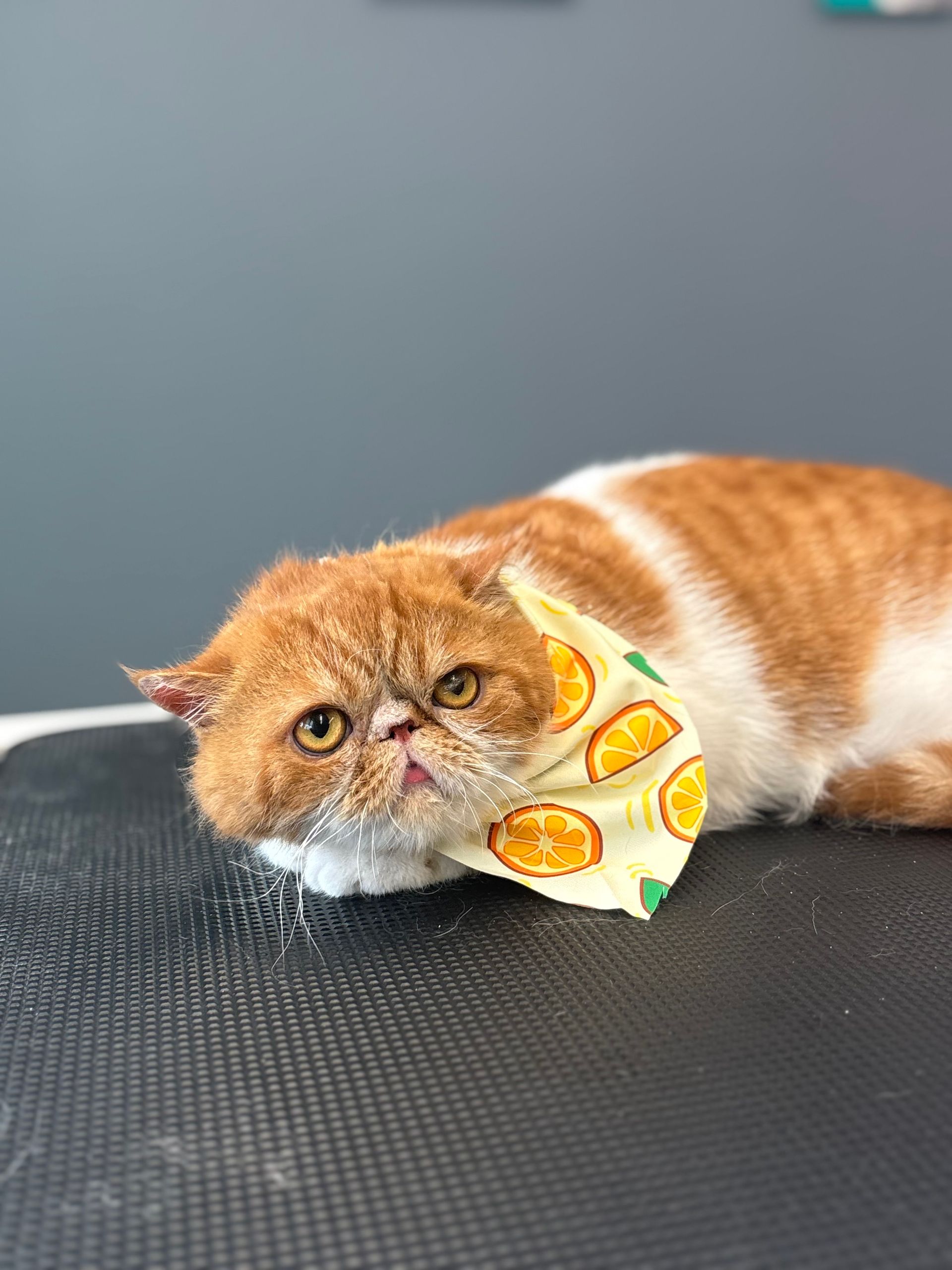 Full-Service Dog Grooming | Topher's Paw Co. | MI