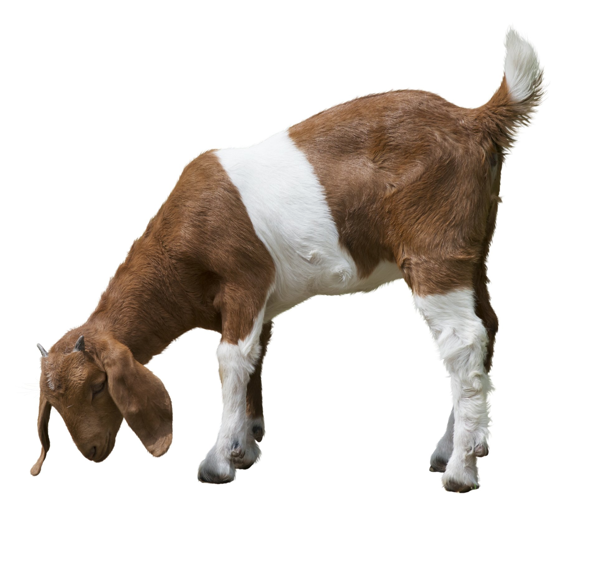 Grassland Goats - Queensland - Market Leading Goat Meat