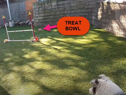 Using a reward bowl in dog agility training