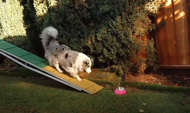 Using a reward bowl in dog agility training