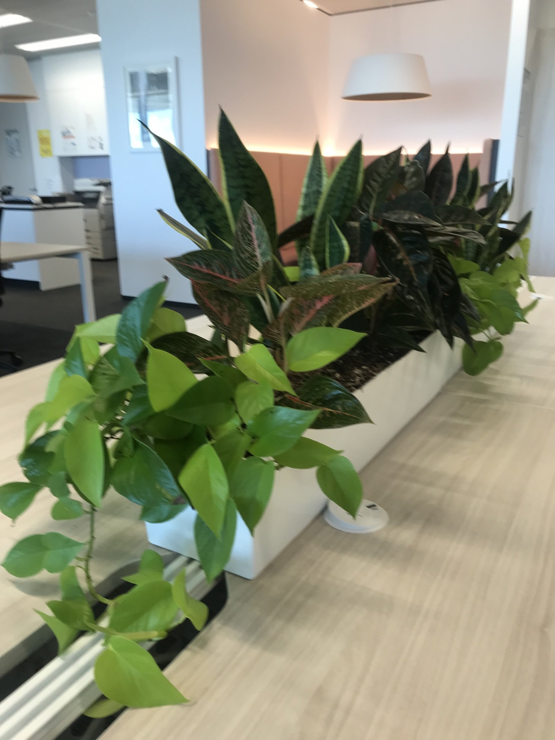 Planter Troughs | Gymea Bay, NSW | Office Oasis