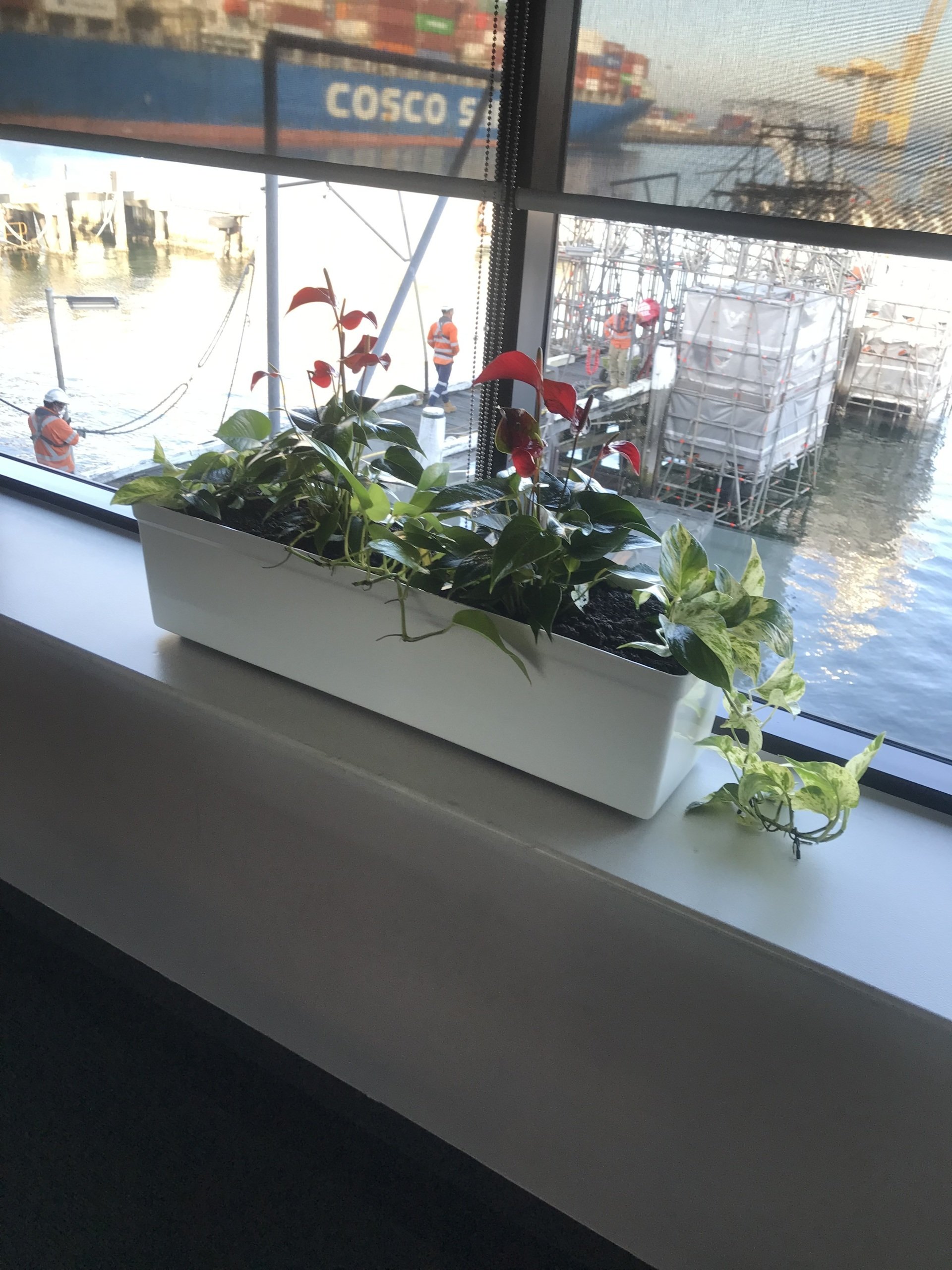 Planter Troughs | Gymea Bay, NSW | Office Oasis