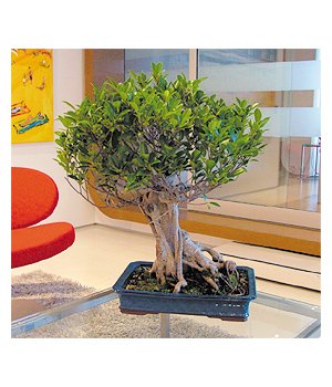 Bonsai Hire | Gymea Bay, NSW | Office Oasis