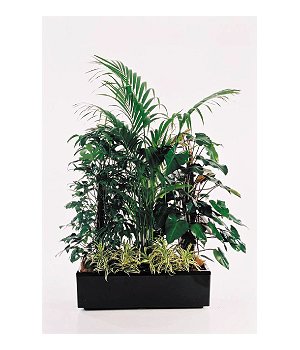 Plant Range | Gymea Bay, NSW | Office Oasis