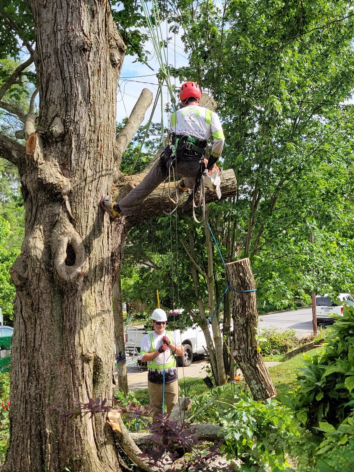 Tree Service & Tree Removal | Asheville, NC | AVL Tree Men