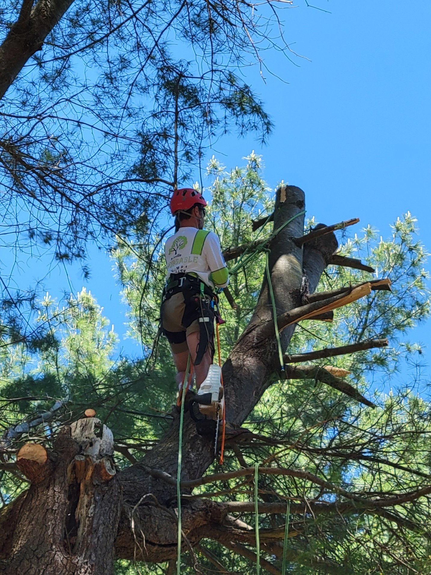 Tree Service | Tree Removal | Hendersonville & Asheville, NC | AVL Tree Men