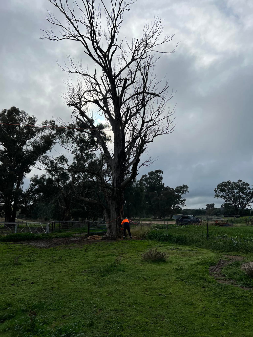 Riverina Tree Fellas | Arborist in Wagga Wagga