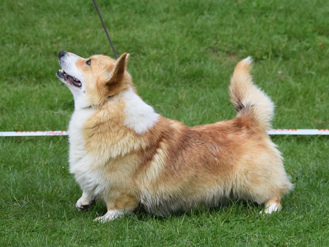 Notre élevage de Corgis