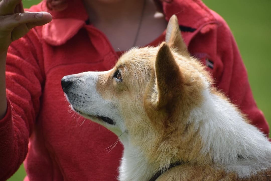 Notre élevage de Corgis
