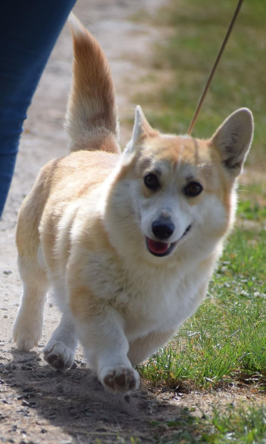 Notre élevage de Corgis