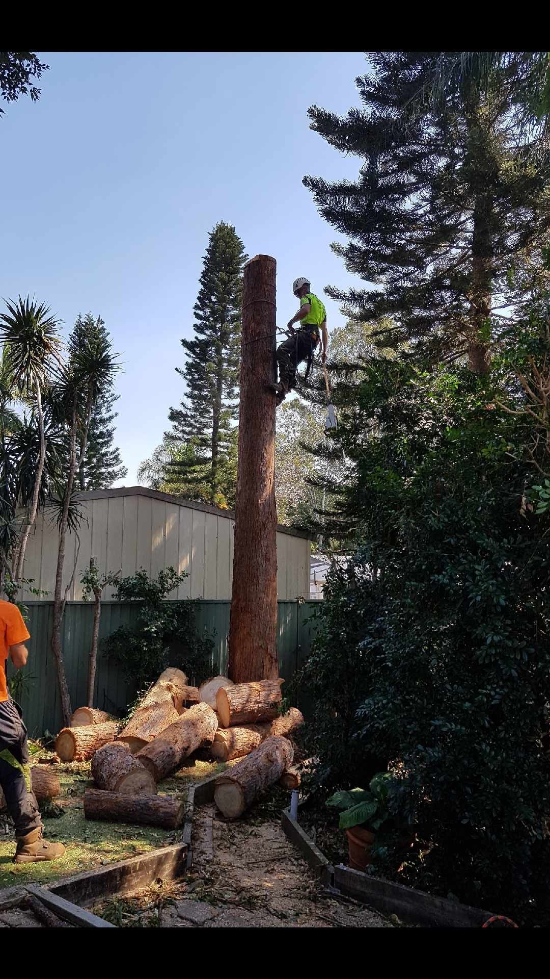 Tree Removal Gallery | Tree Lopping Gold Coast