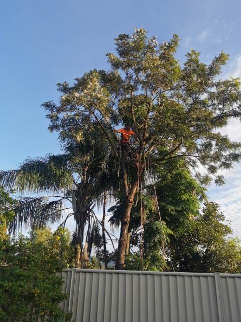 Tree Removal Gallery | Tree Lopping Gold Coast
