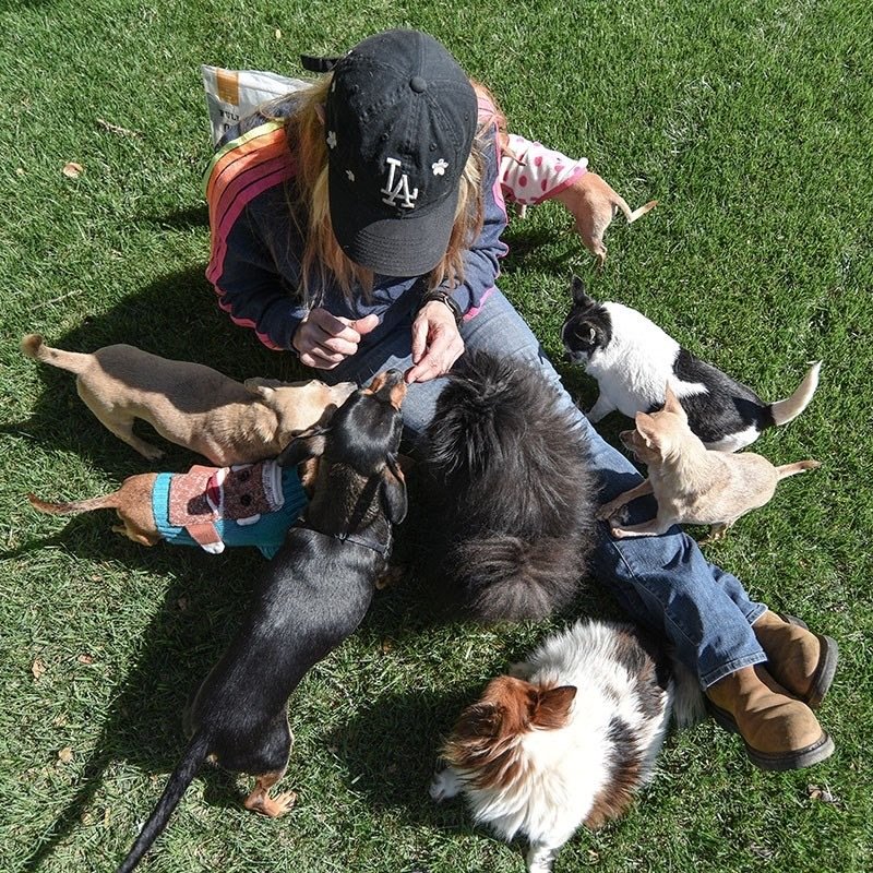 Little Trooper Ranch Dog Rescue and Adoption, Sonoma County