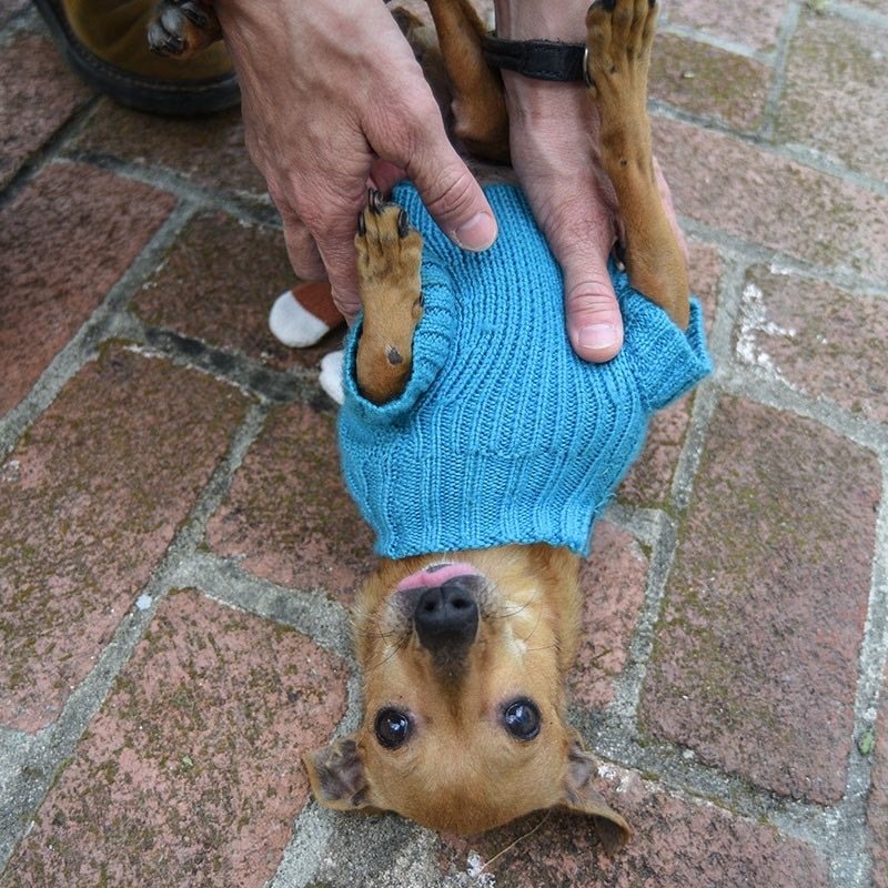 Little Trooper Ranch Dog Rescue and Adoption, Sonoma County