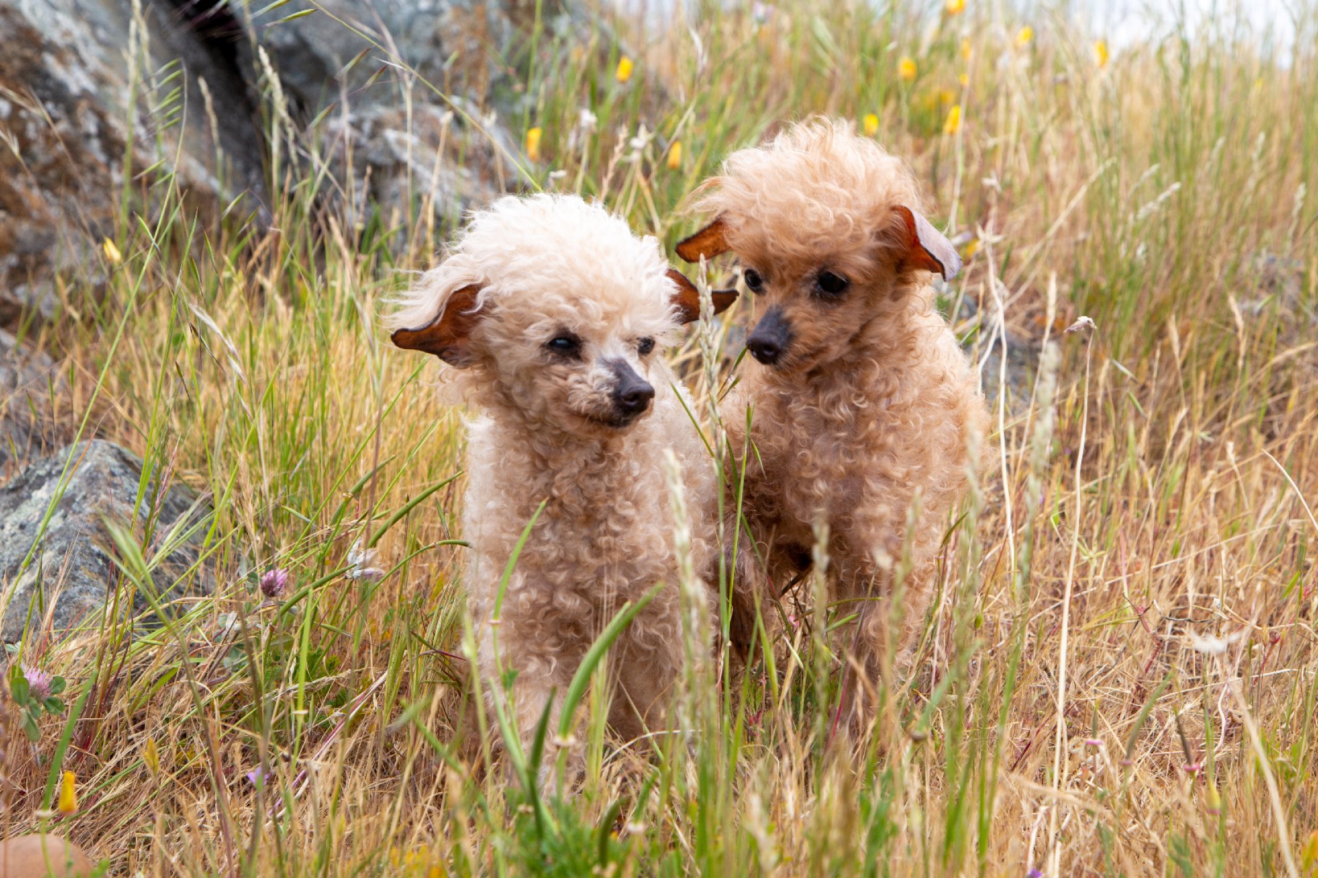 Little Trooper Ranch Dog Rescue and Adoption, Sonoma County