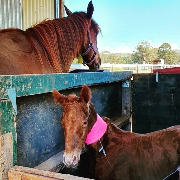Large Animal Vet Clinic | Cowra, NSW