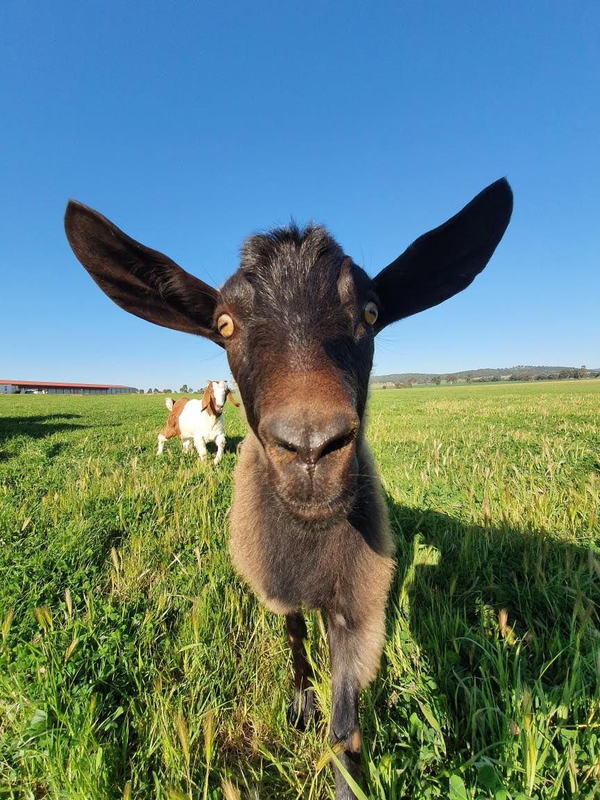Large Animal Vet Clinic | Cowra, NSW