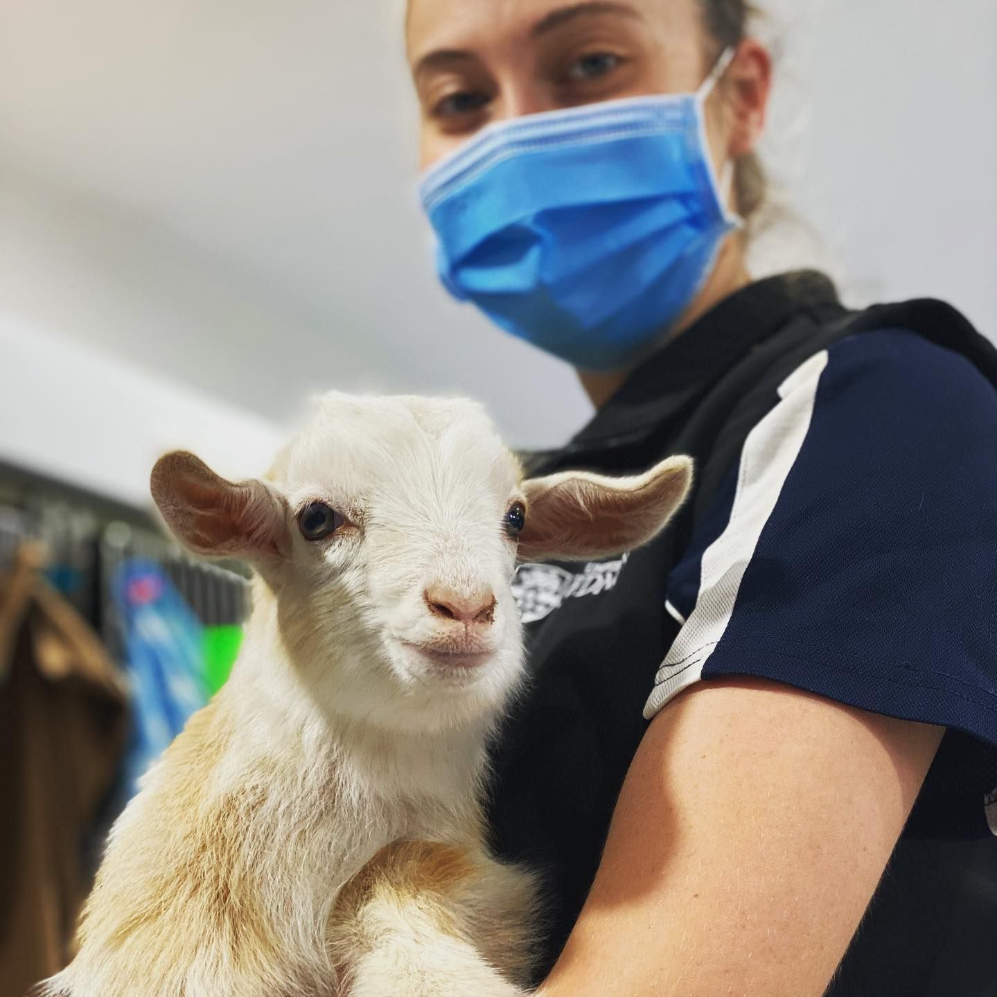 Emergency Vet Clinic | Cowra, NSW