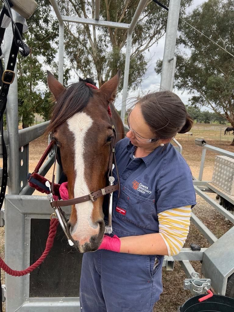 Large Animal Vet Clinic | Cowra, NSW