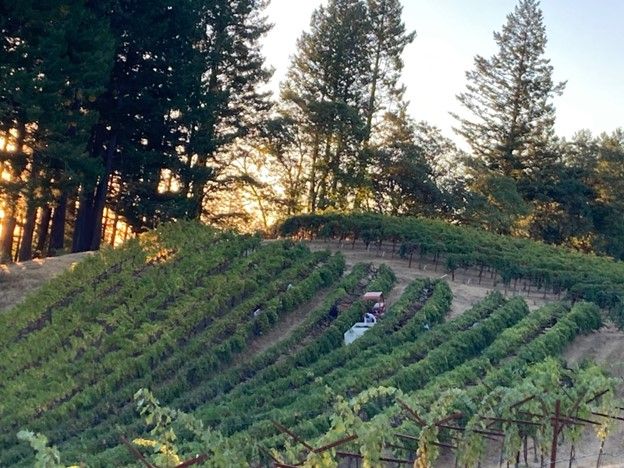 What is a Merlot? Your Guide to Delicious Red Wine